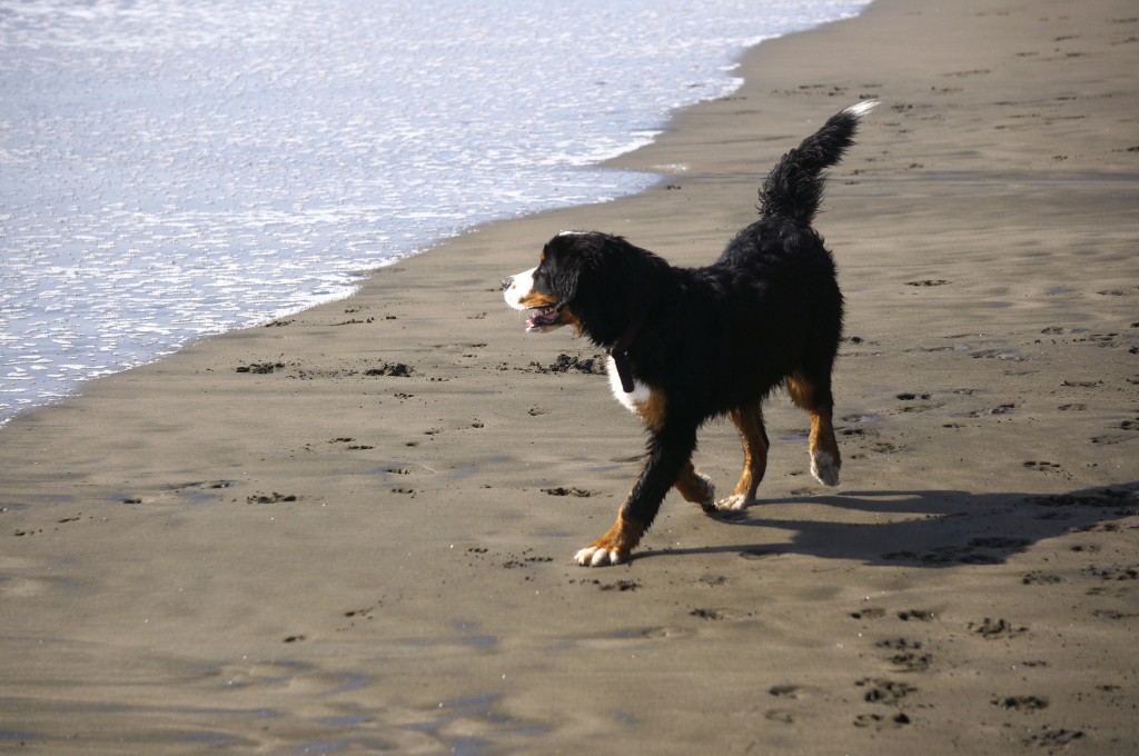 Fort Funston - A FUN Beach to Take Your Dog - Positively Stacey