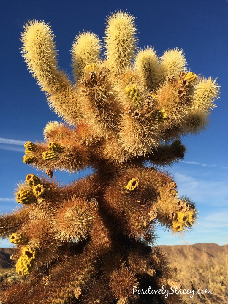 Joshua Tree National Park Cholla Cacti - Positively Stacey