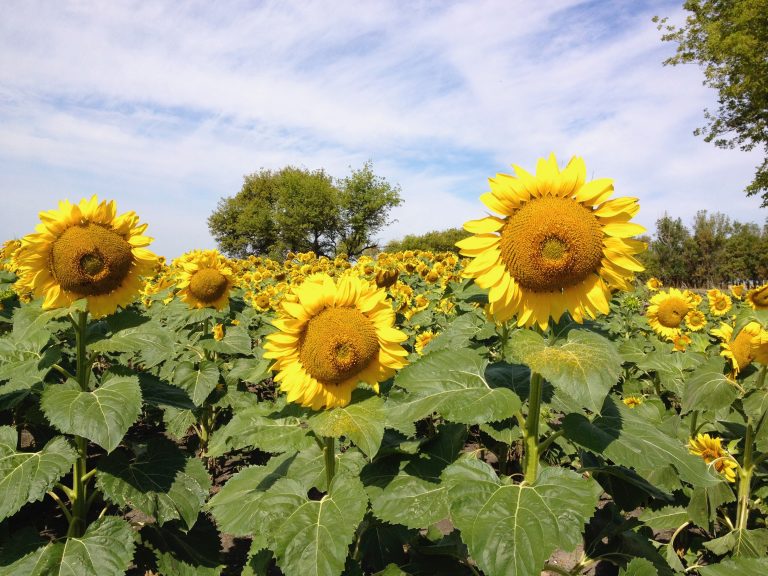 Learn About Careers in Horticulture with Susan Yoder - Positively Stacey