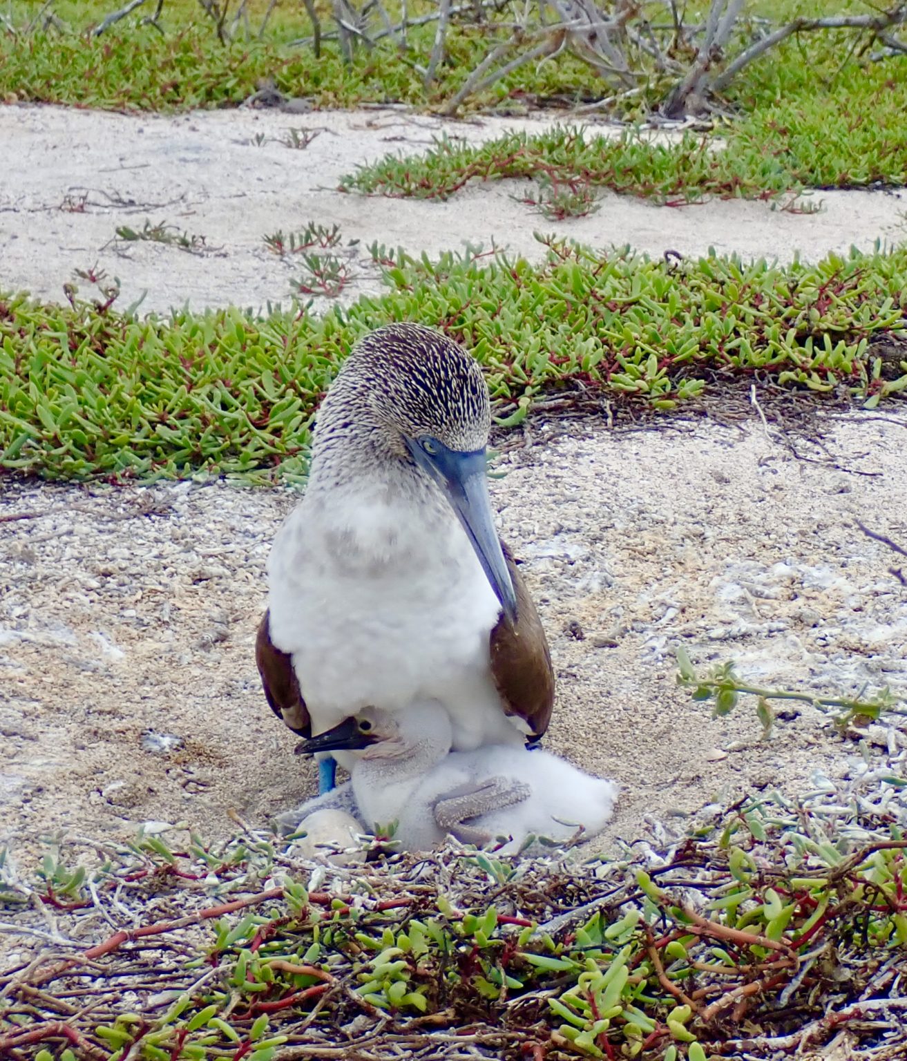Day-7-Baby-Booby - Positively Stacey