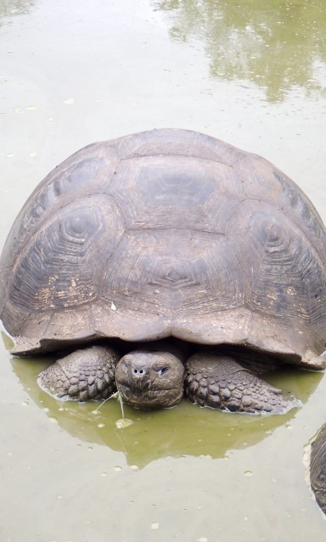 Highlands-tortoise-pond - Positively Stacey